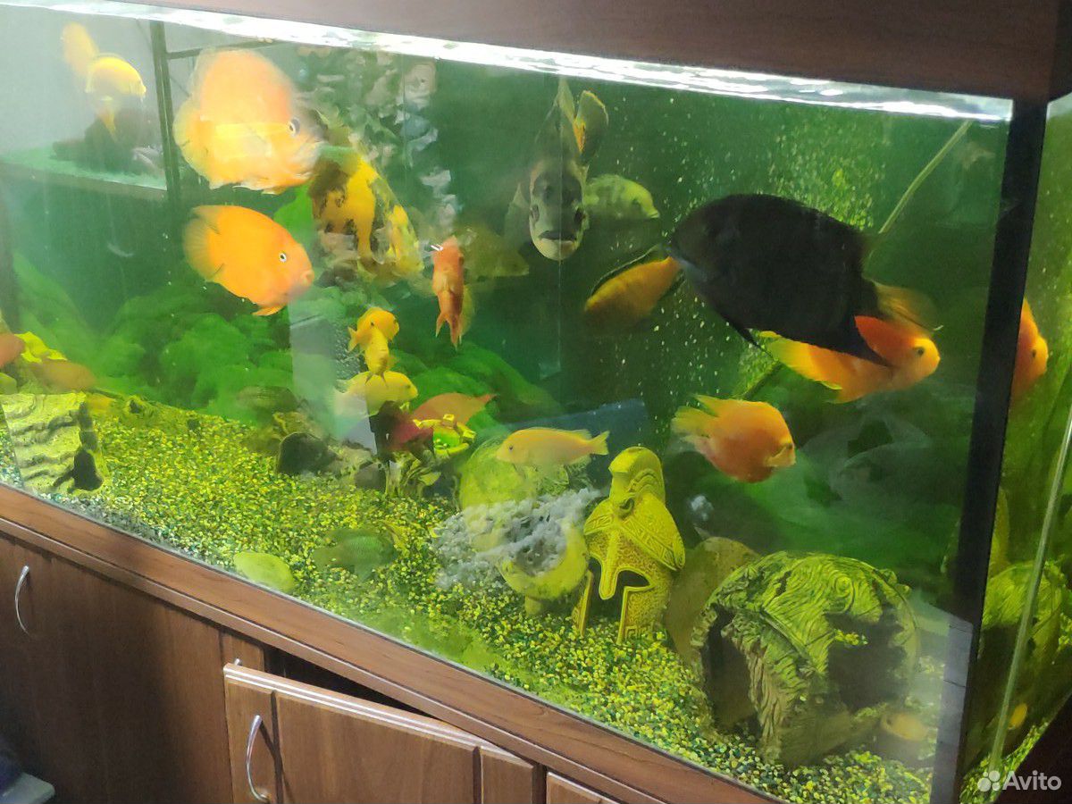 Готовый аквариум 500 л