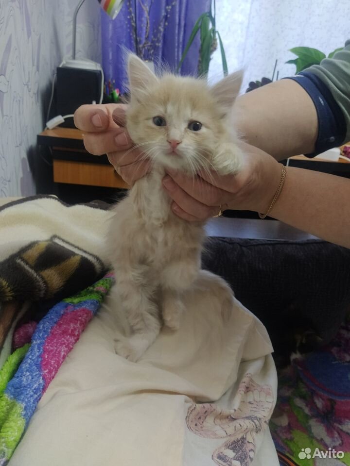 В хорошие руки