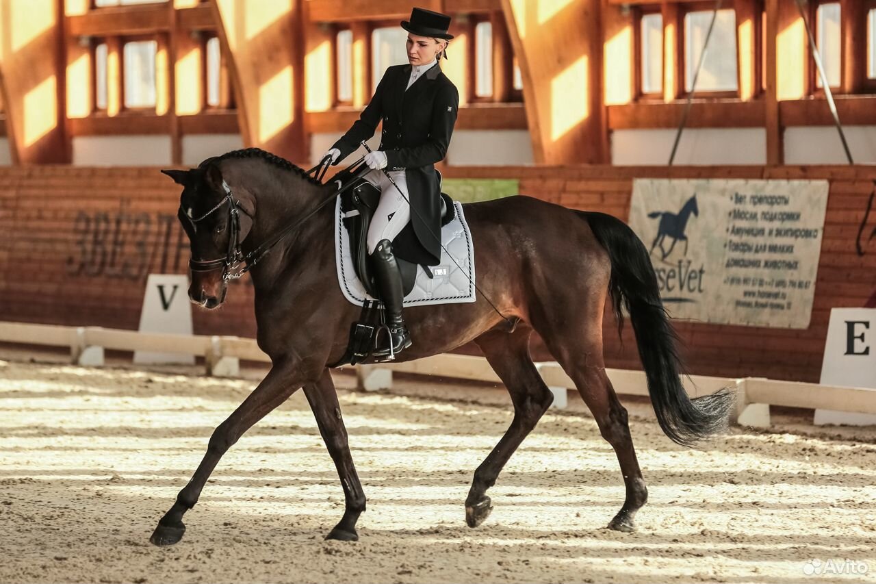 Малопризный учитель - выездковый конь