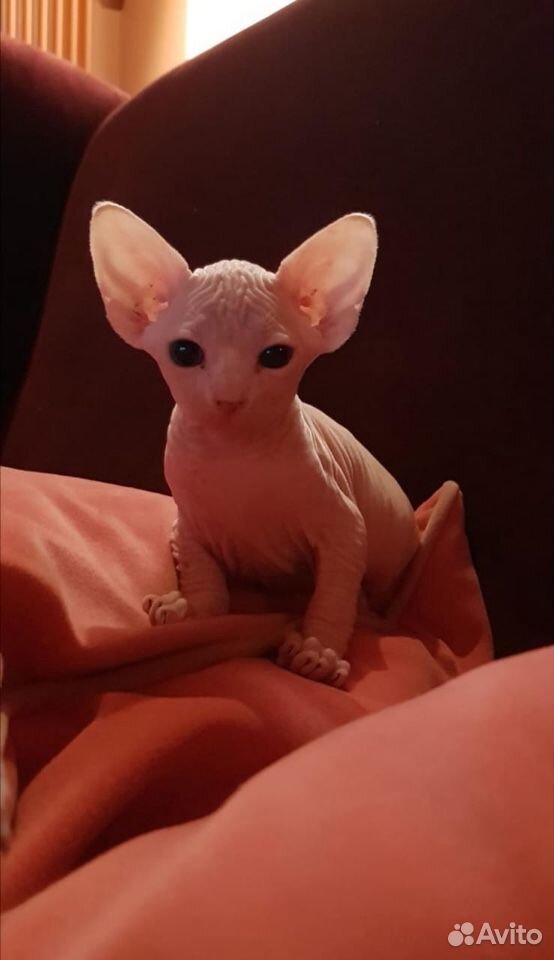 Котёнок канадский сфинкс
