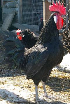 Продам петухов и гусей