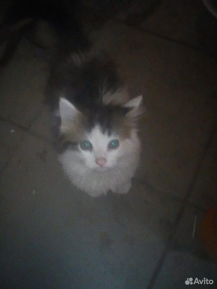 Котик Фантик