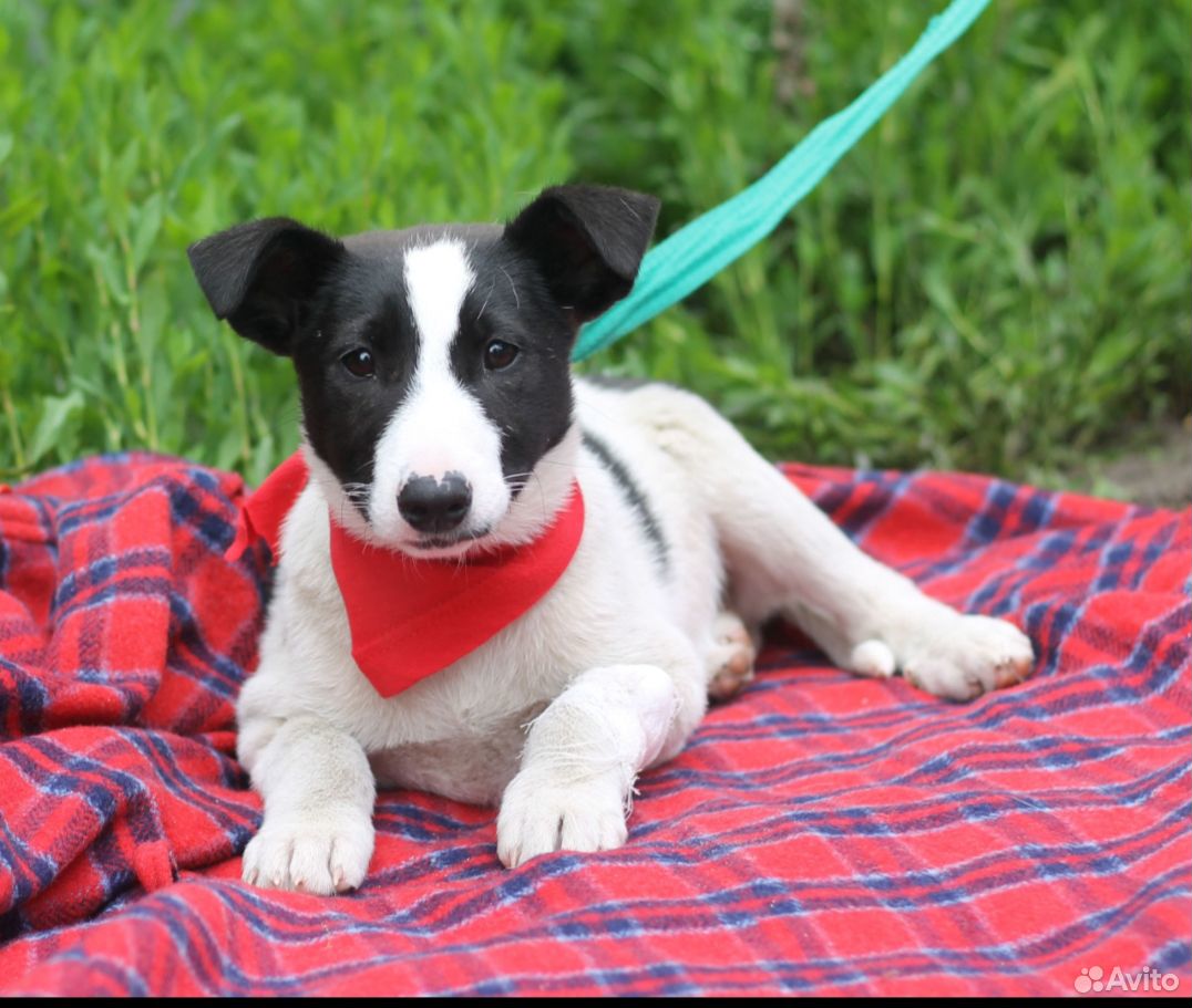 Малышка в любящие руки