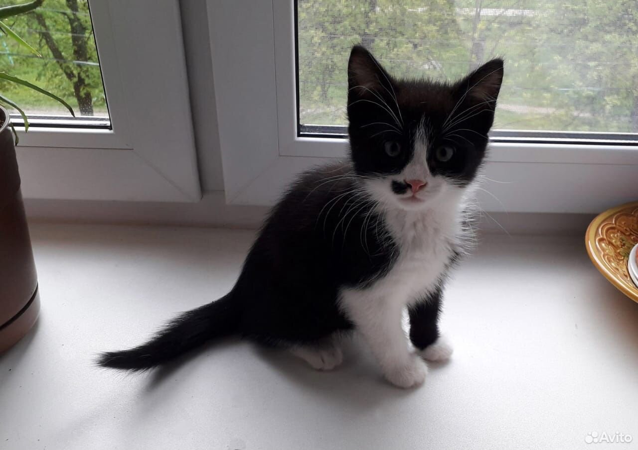 Котёнок Кроша 2 мес мальчик