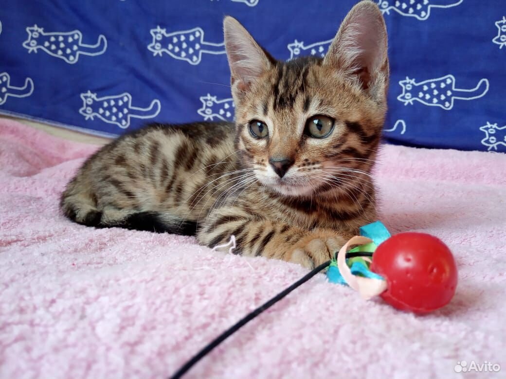 Котейки с документами