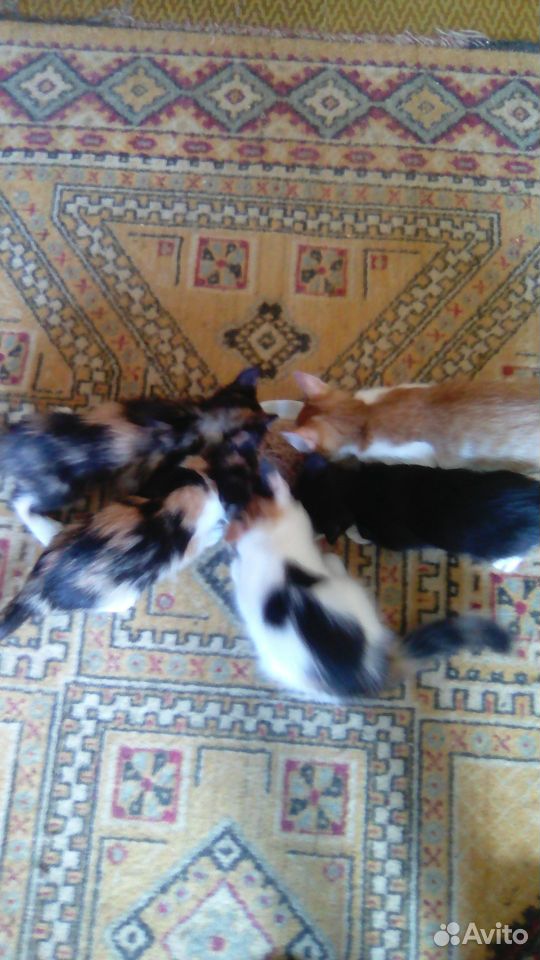 Котята трёхцветные