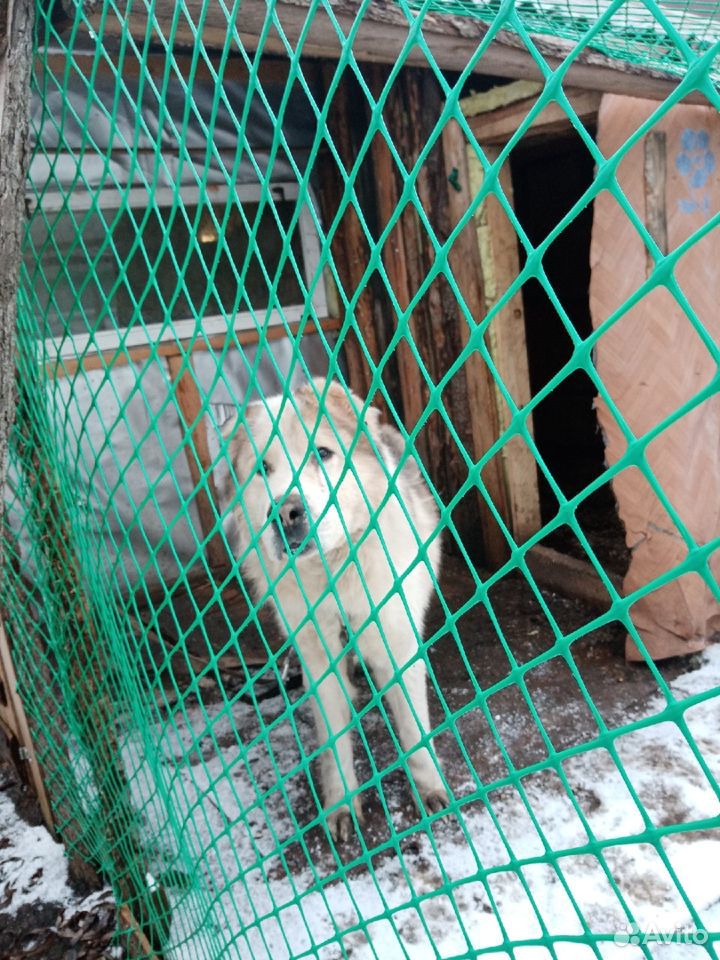 Мишка, в поисках дома