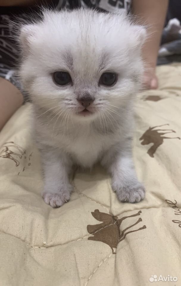 Шотландские котята