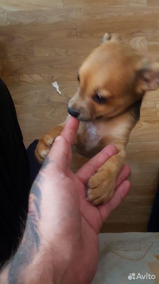 Чихуахуа смесь с той терьером