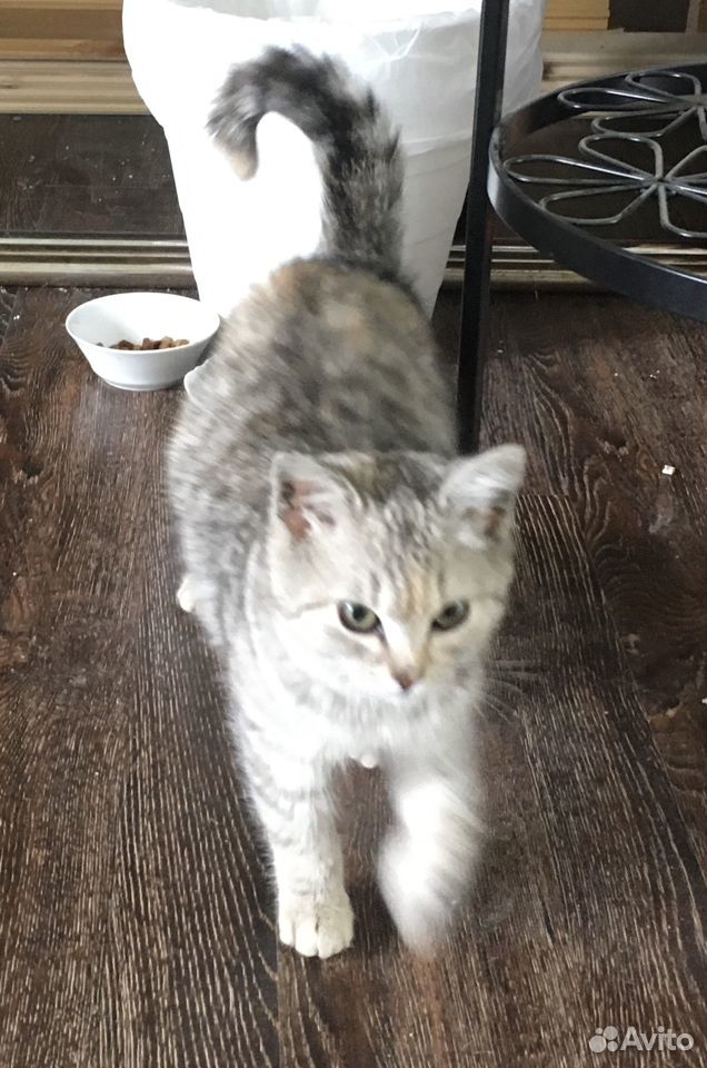 Котенок красотка