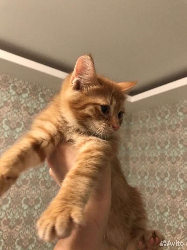 Котёнок