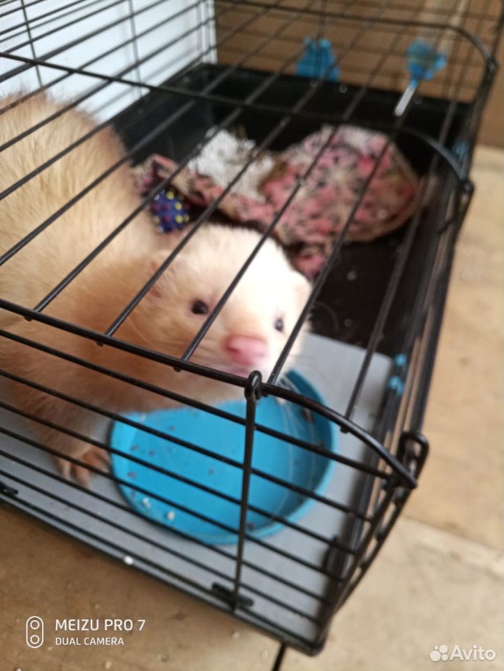 Сирийский хомяк