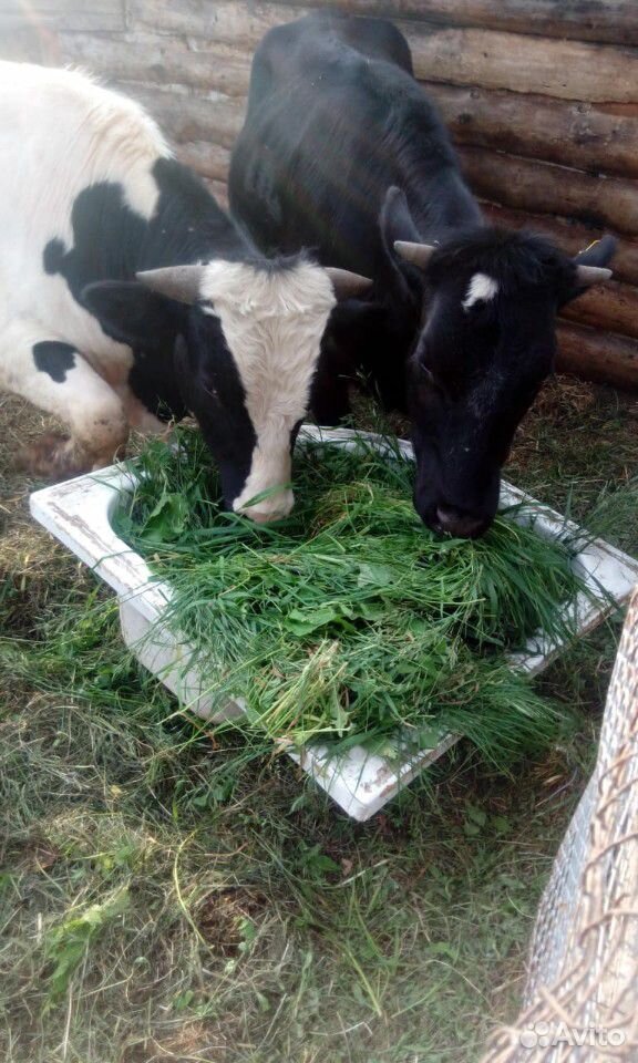 Бык и телка