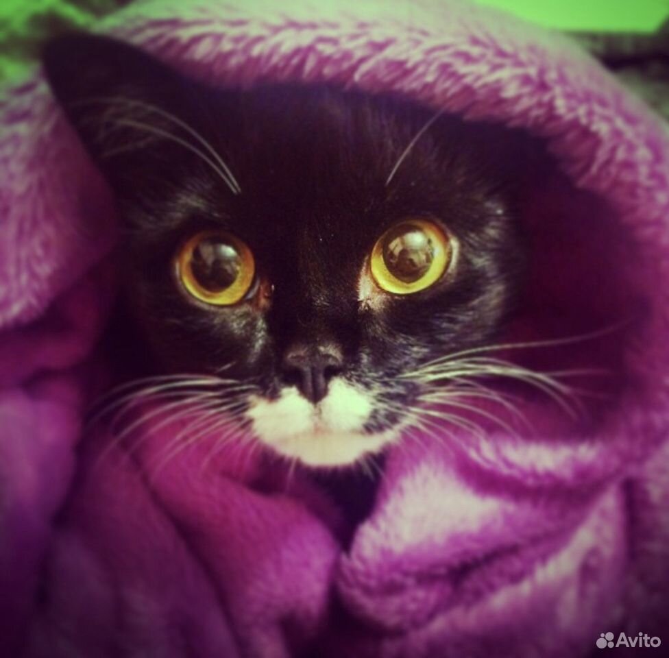Кошка
