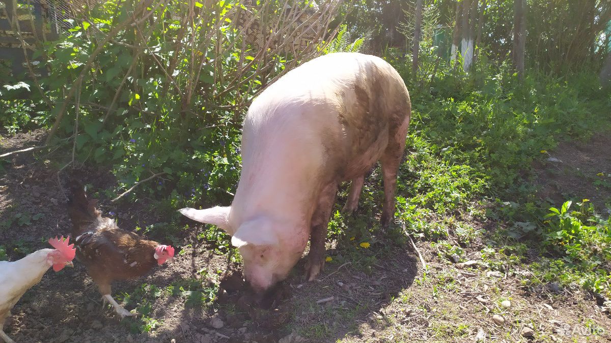 Продам свинью