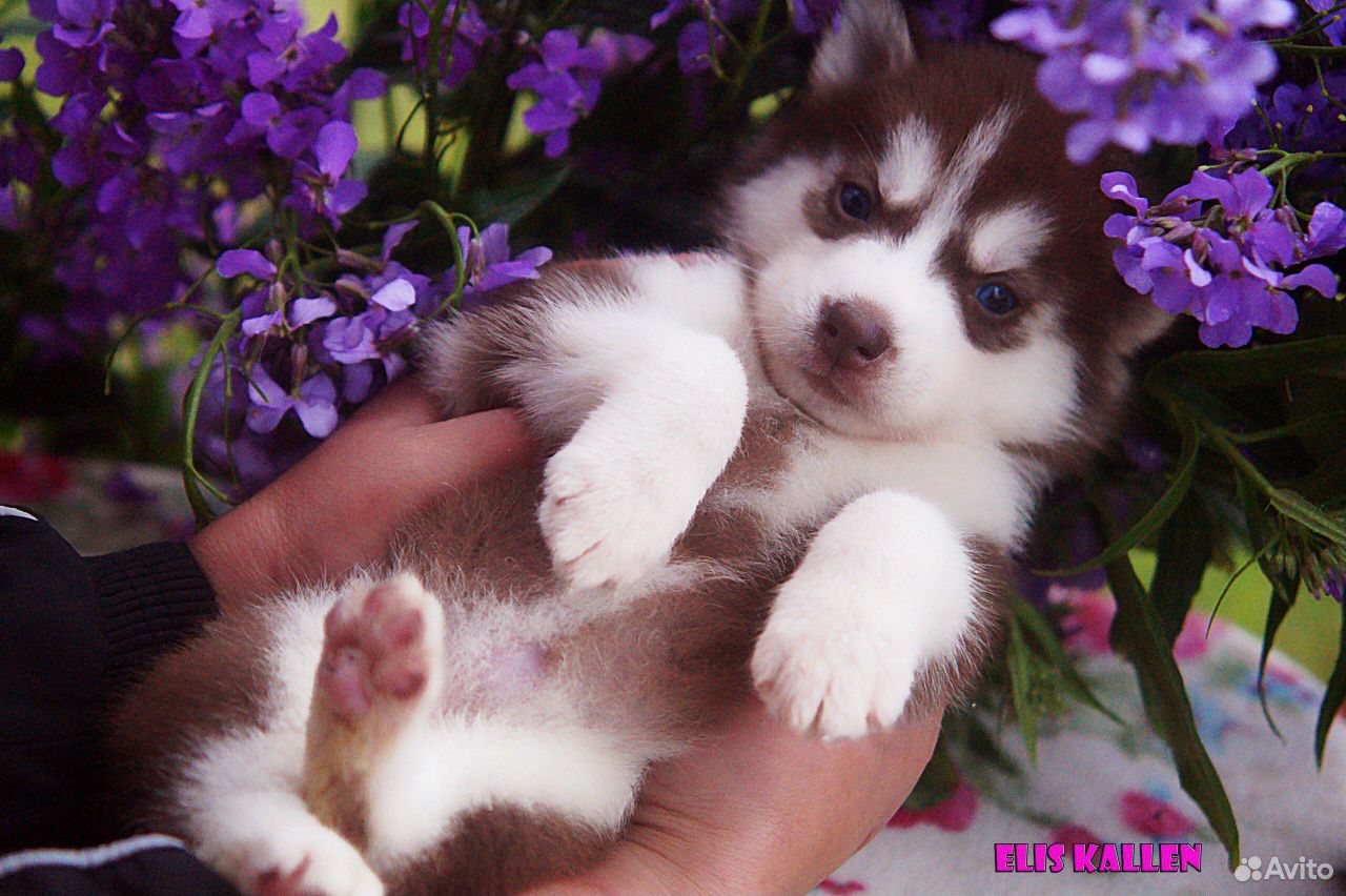 Малыши из питомника РКФ