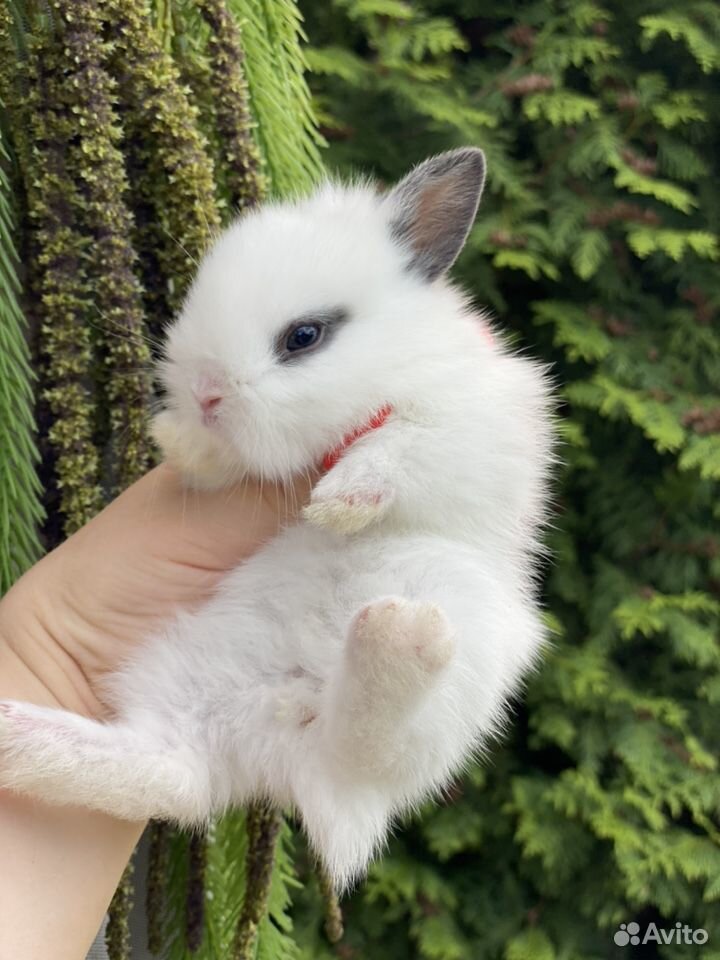 Декоративные кролики