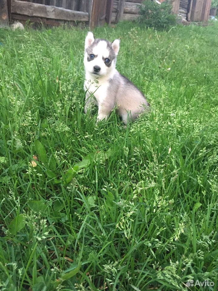 Сибирский хаски