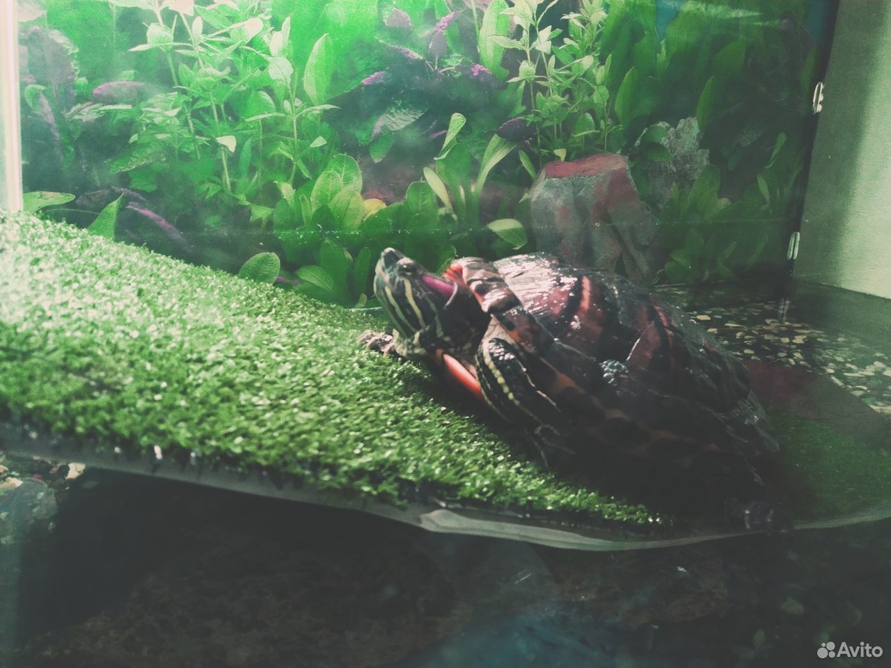 Черепаха красноухая