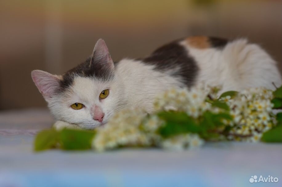 Молодая 3-цветная кошечка в хорошие руки