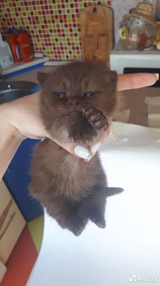 Шотландский котенок