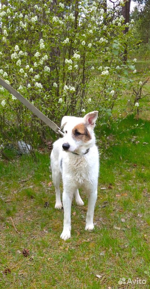 Ищет дом не крупная Собачка Умка