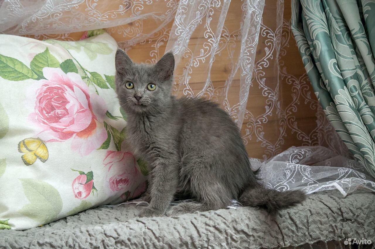 Котенок дымчатая Тори 2,5 мес. Привита. Приучена
