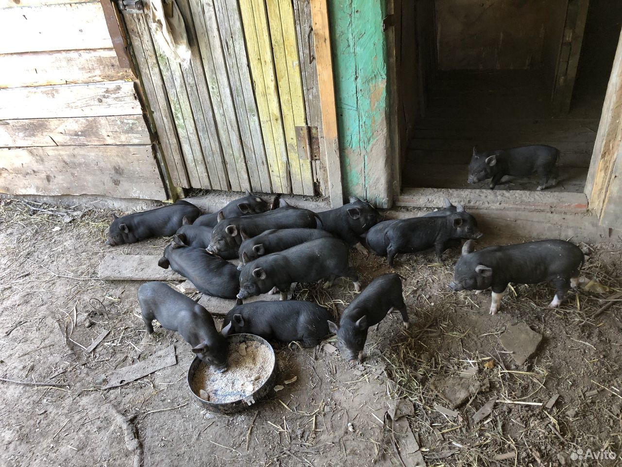 Вьетнамские свиньи