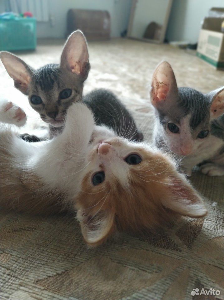 Кошка