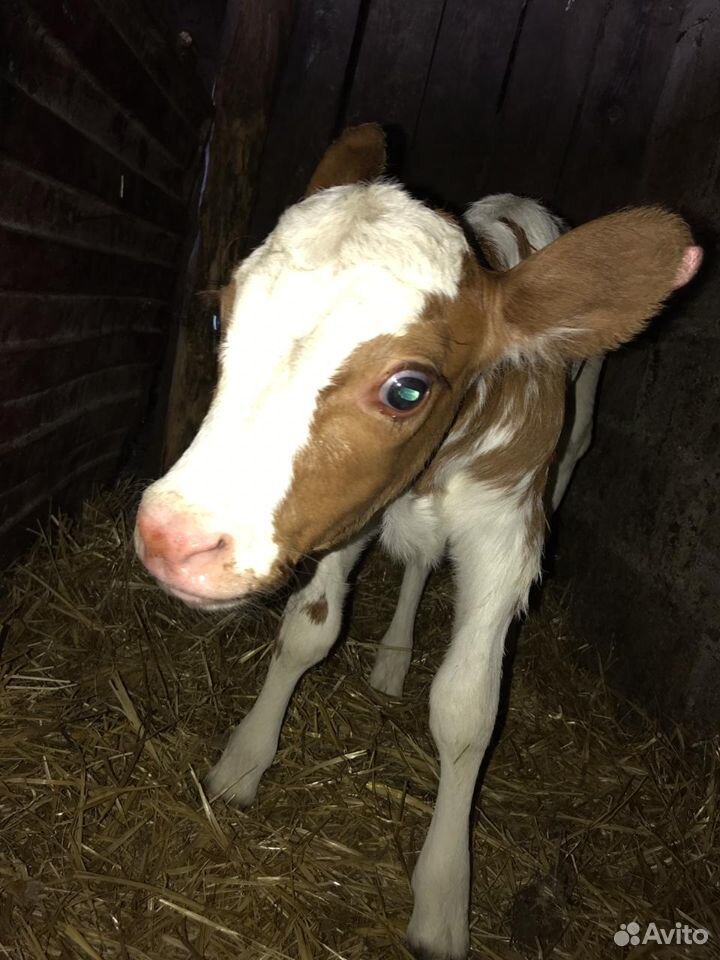Продается телочка, молочной породы