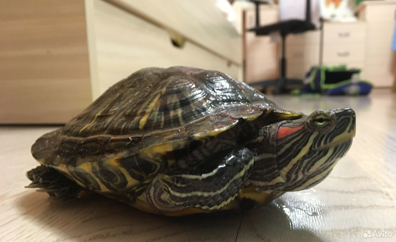 Красноухая черепаха