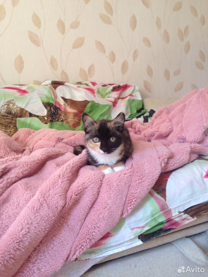 Котёнок, девочка
