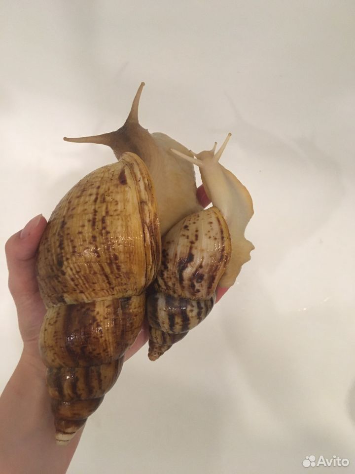 Улитка ахатина ретикулята