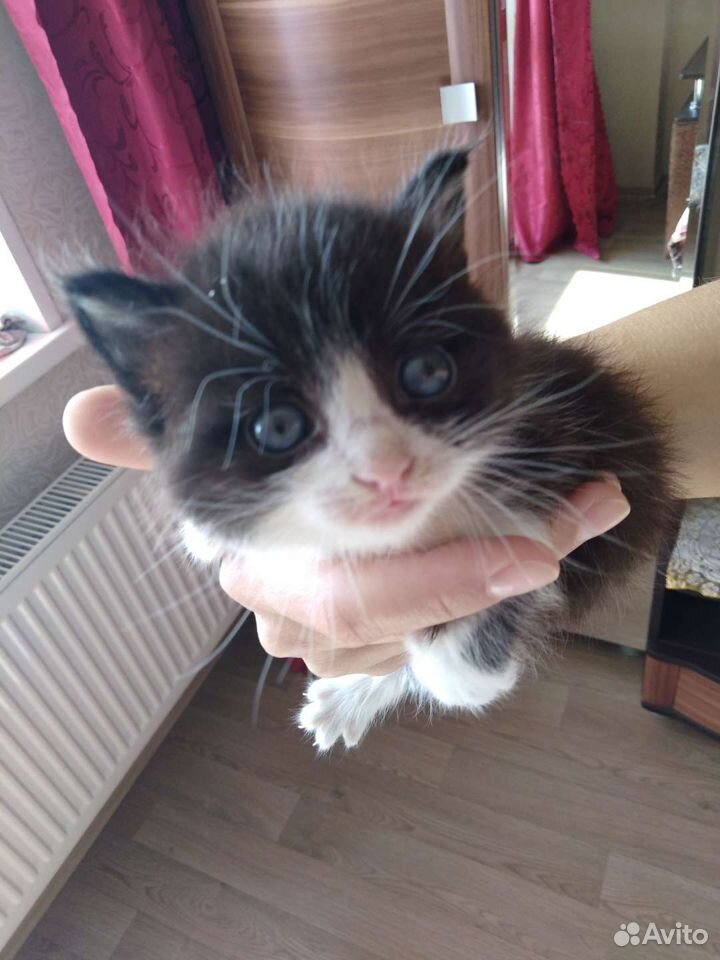 Котятки-малютки