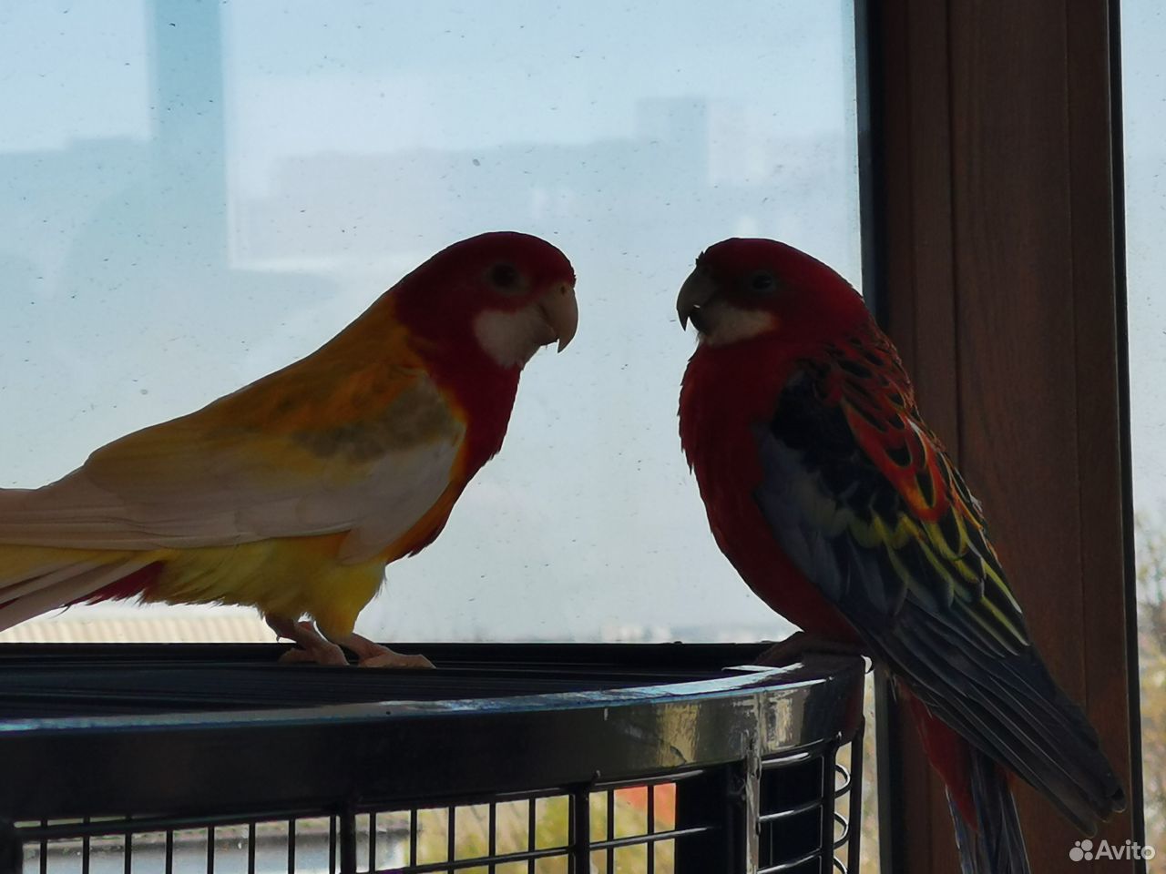 Попугаи с вольером