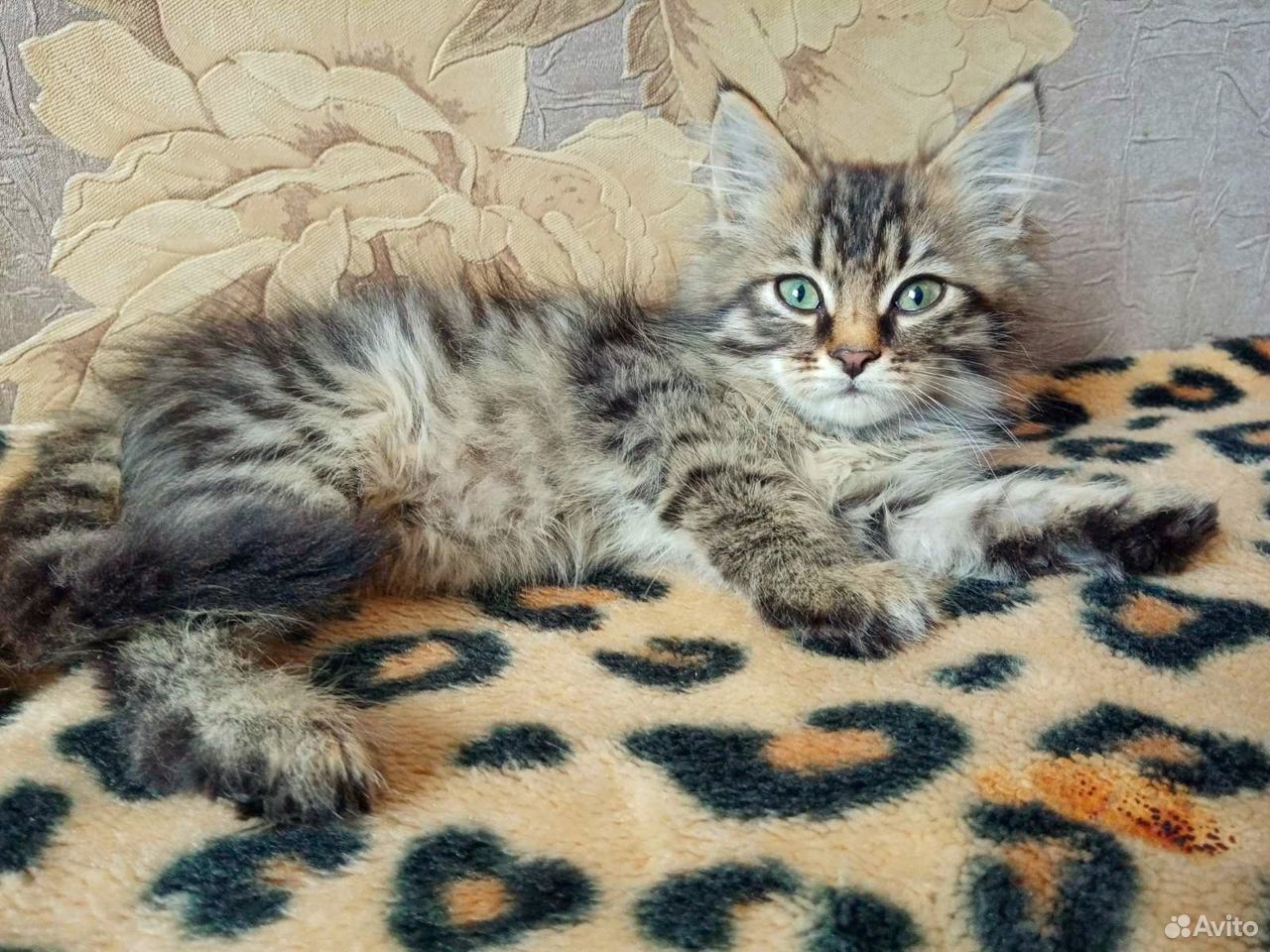 Котята за шоколадку