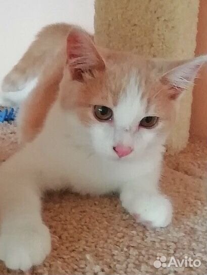 Котенок