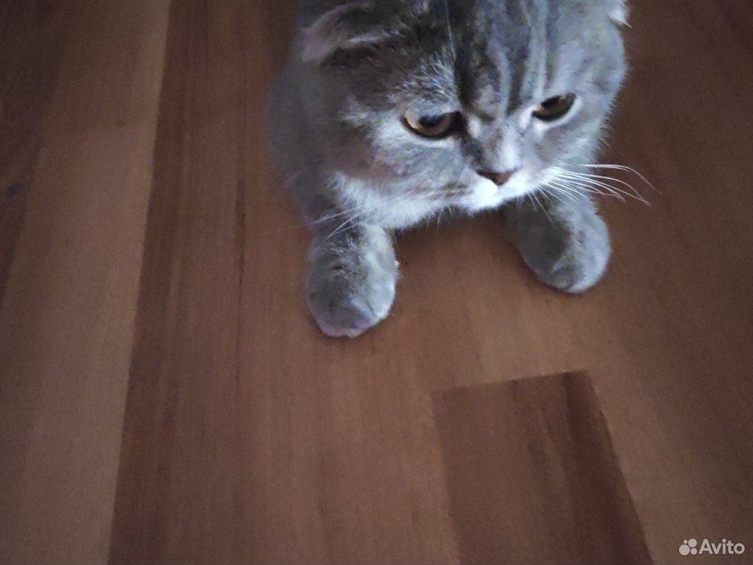 Кошка спаривание