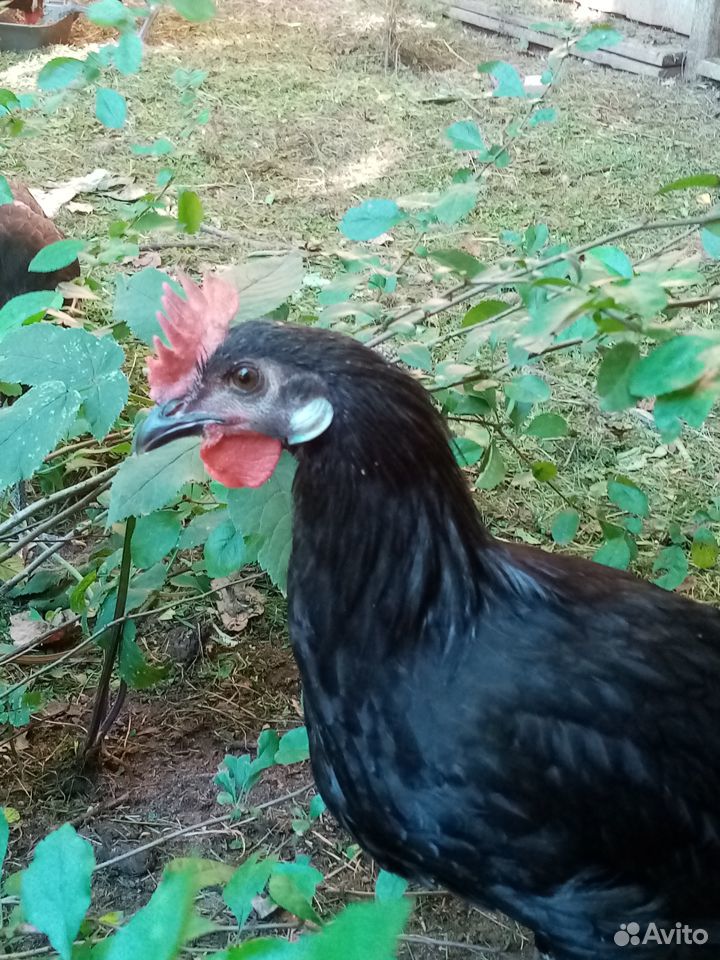 Петух порода Минорка