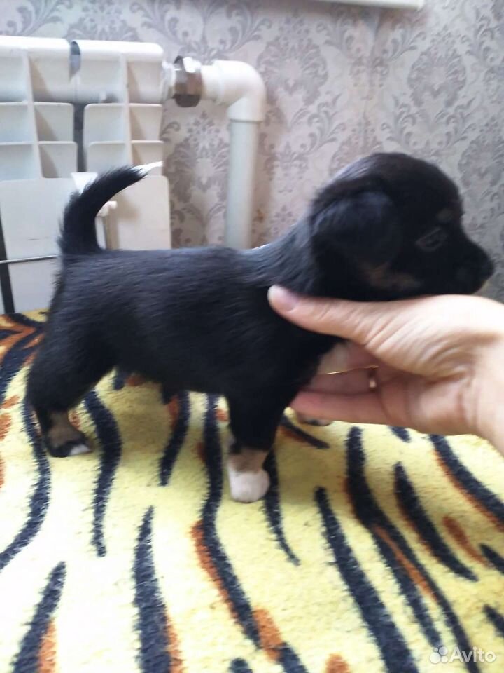 Щенки от маленькой собачки, девочки. Родились 1 ав