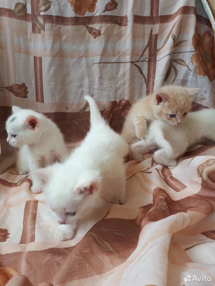 4 маленькие радости