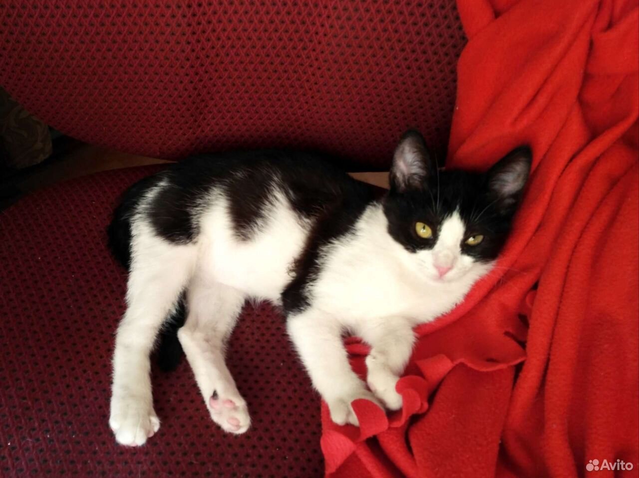 Котенок кошечка кисуля