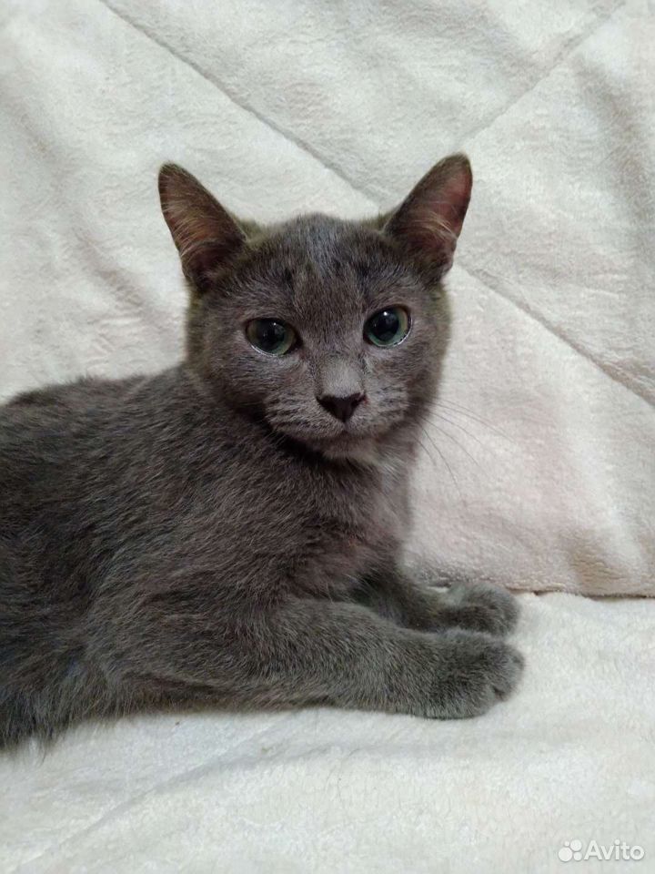 Котёнок, метис мальчик 4 месяца