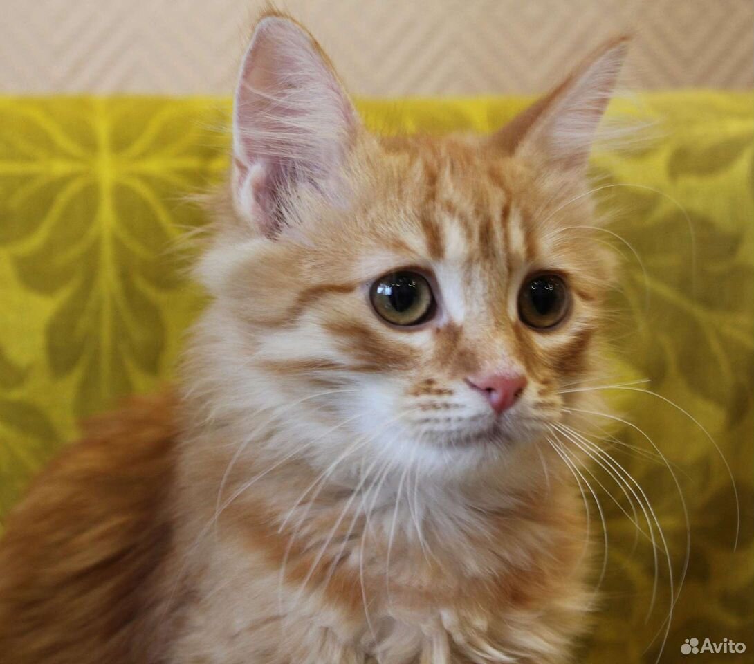 Котёнок Лёвушка