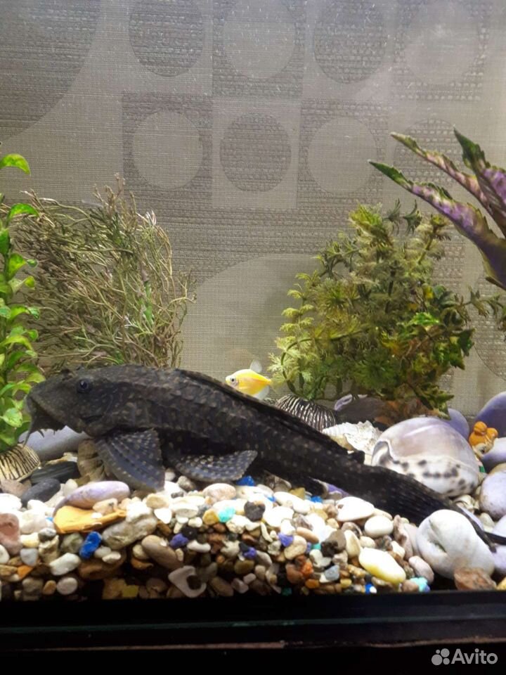 Анциструс сом