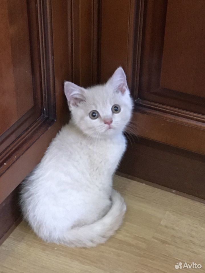 Чудесный британский котёнок