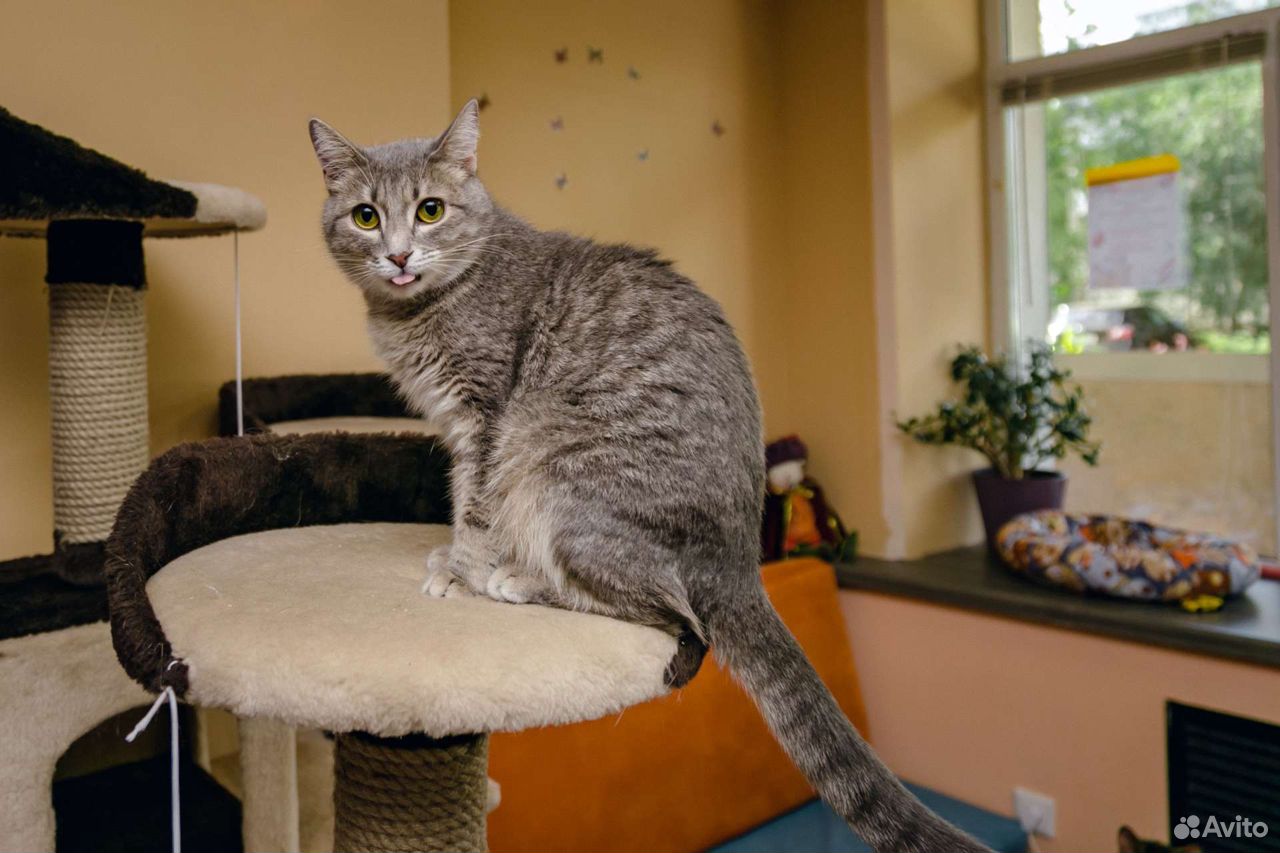 Барби ищет дом