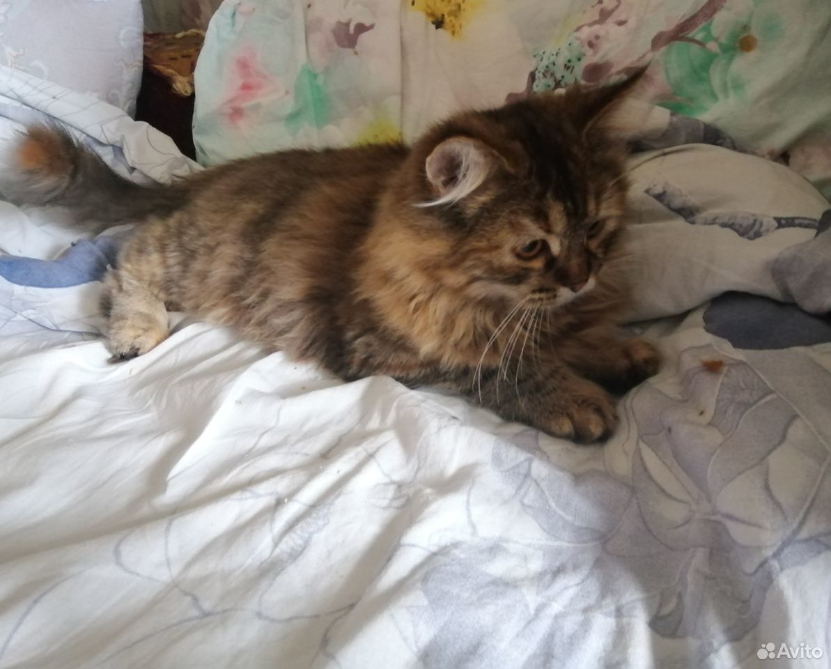 Кошка