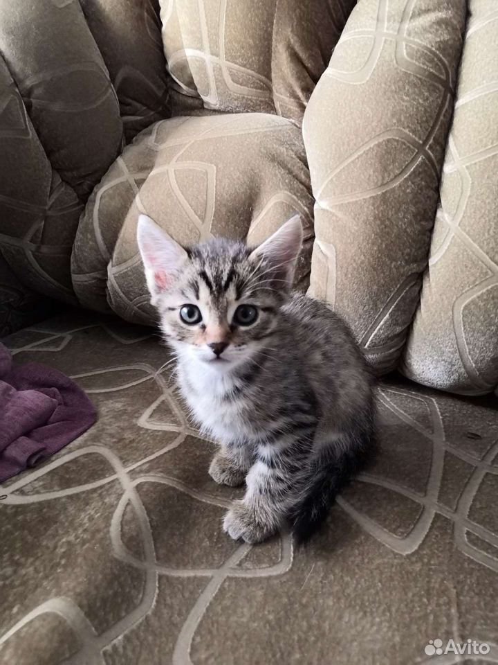 Котенок (кошечка)