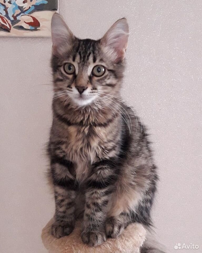 Монти в добрые руки